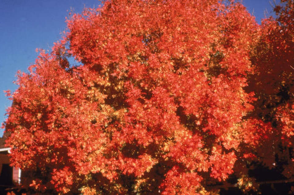 Fall foliage: The best trees for color