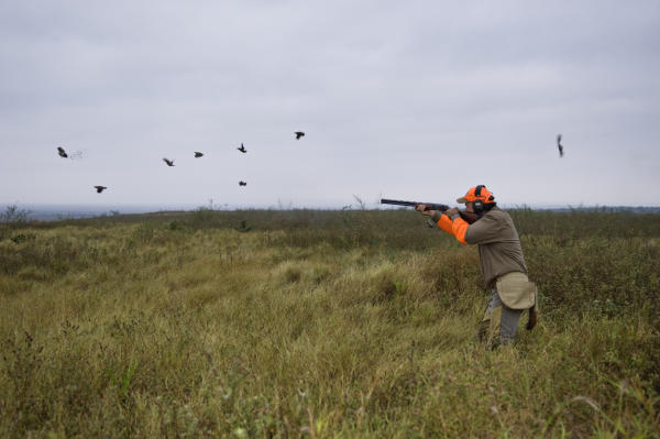Quail season one to remember