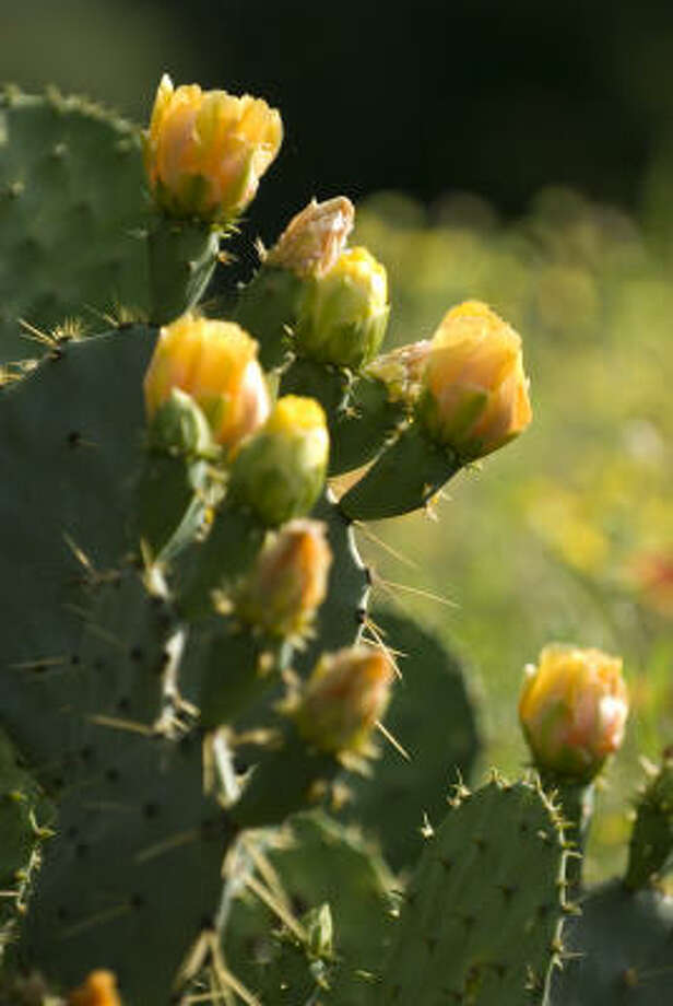 Prickly pear cactus: What's not to love? - Houston Chronicle