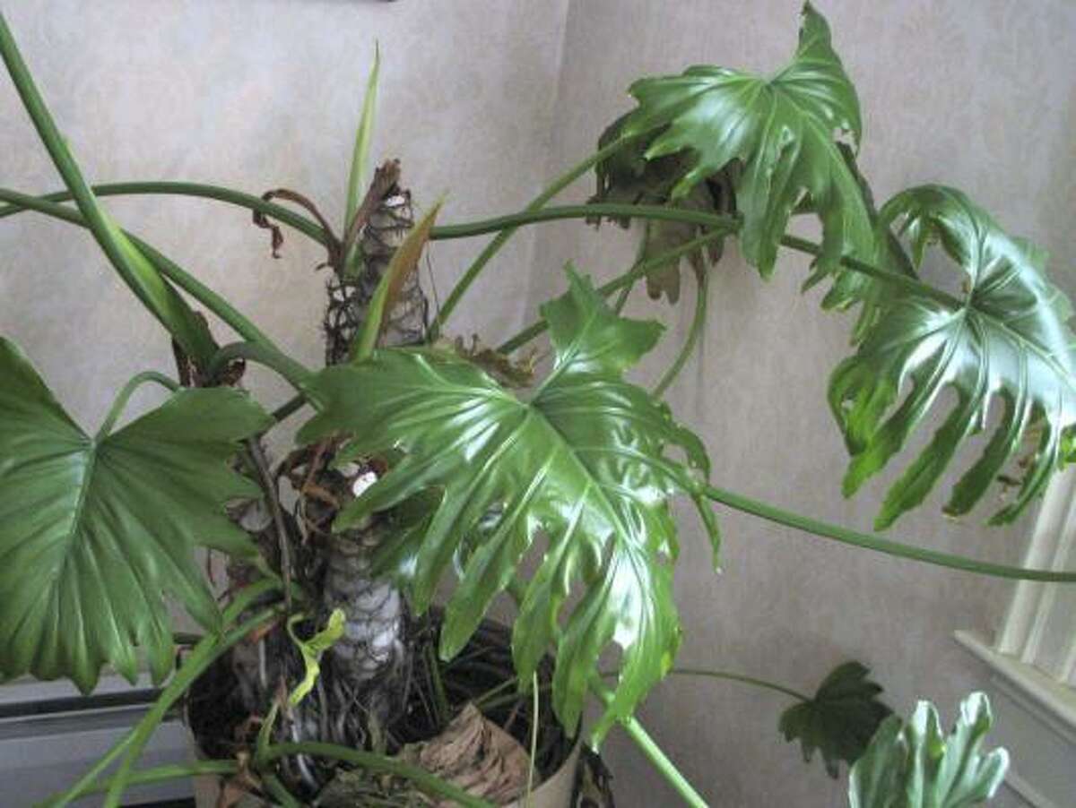 How to control philodendron's growth?