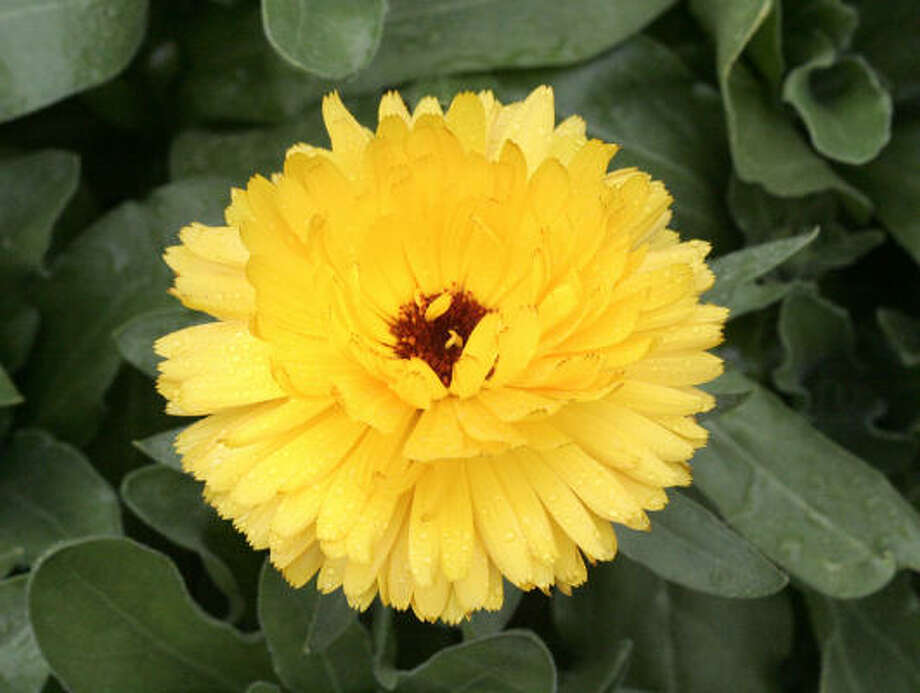 Blooming annuals for fall - Houston Chronicle