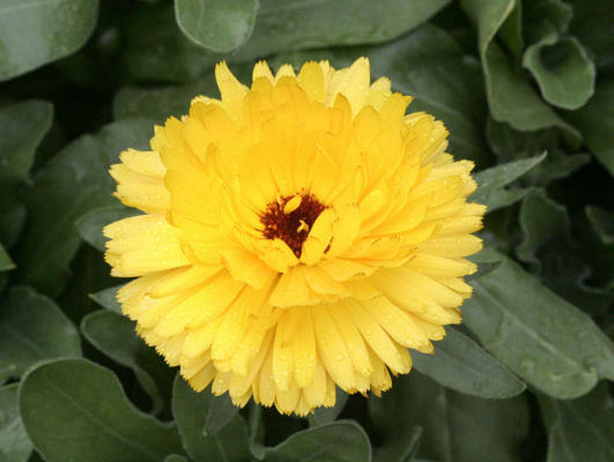 Blooming annuals for fall