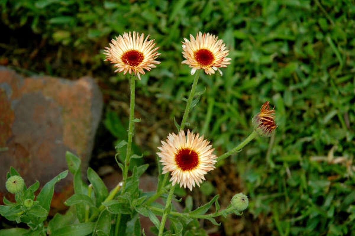 Blooming annuals for fall