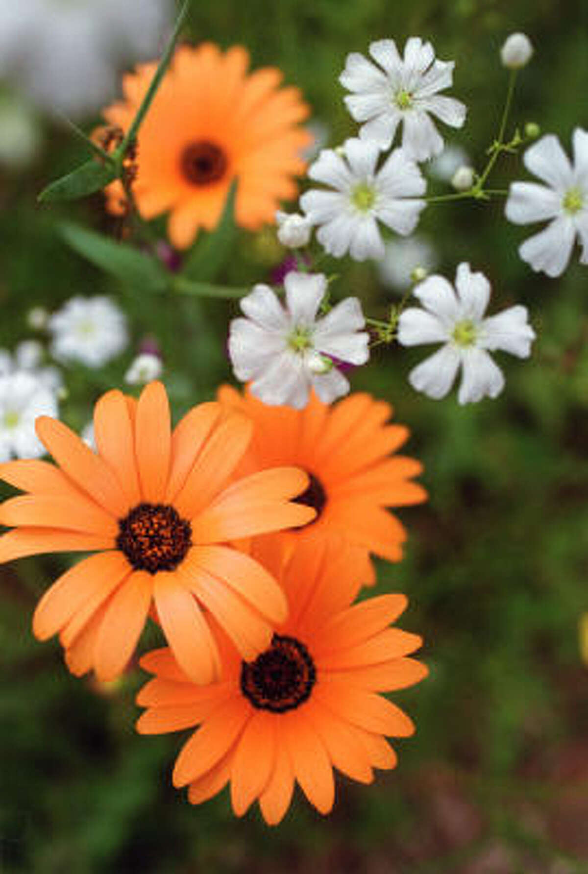 Blooming annuals for fall