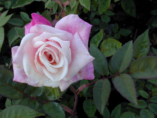 List of Earth Kind roses