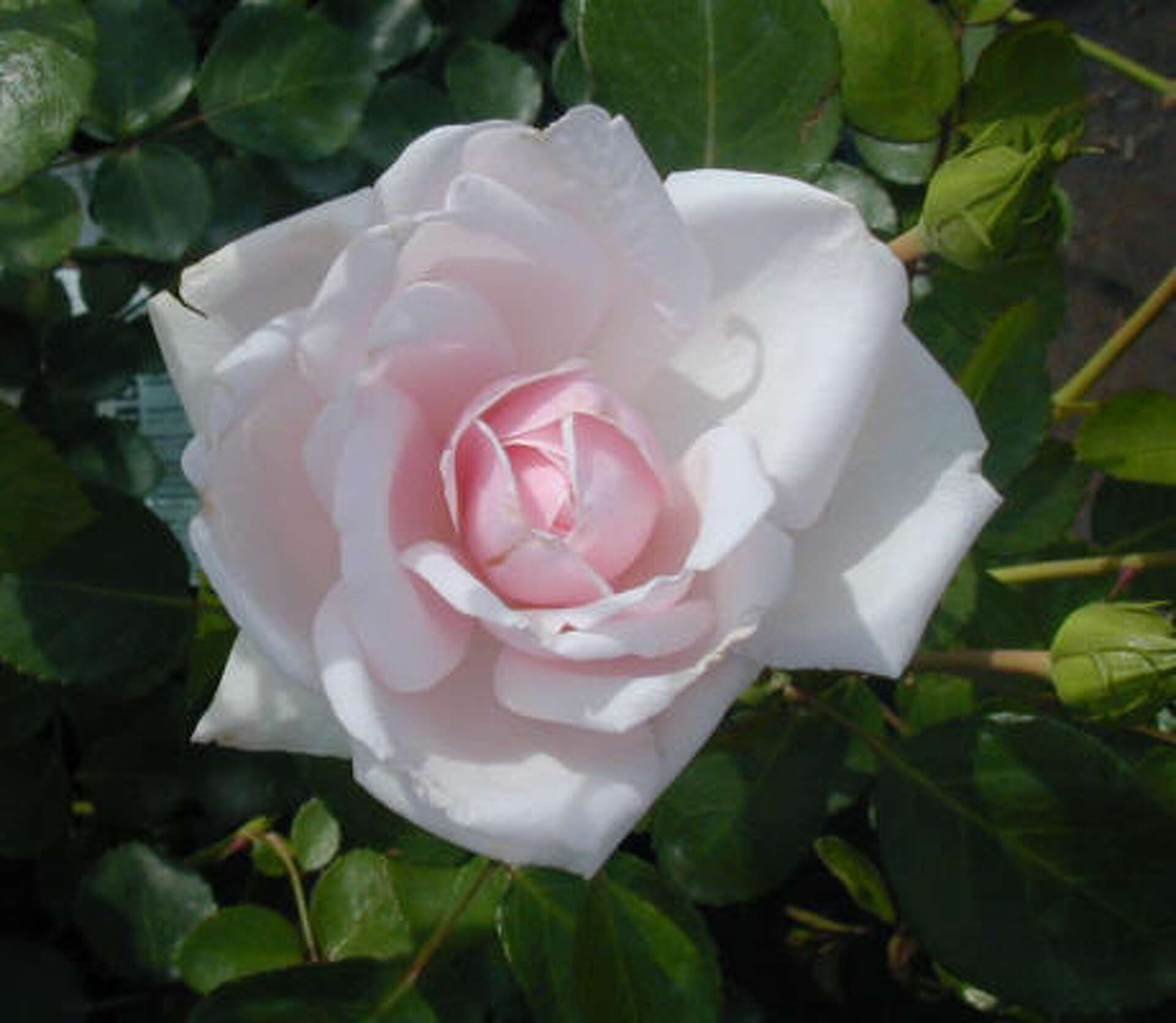List of Earth Kind roses
