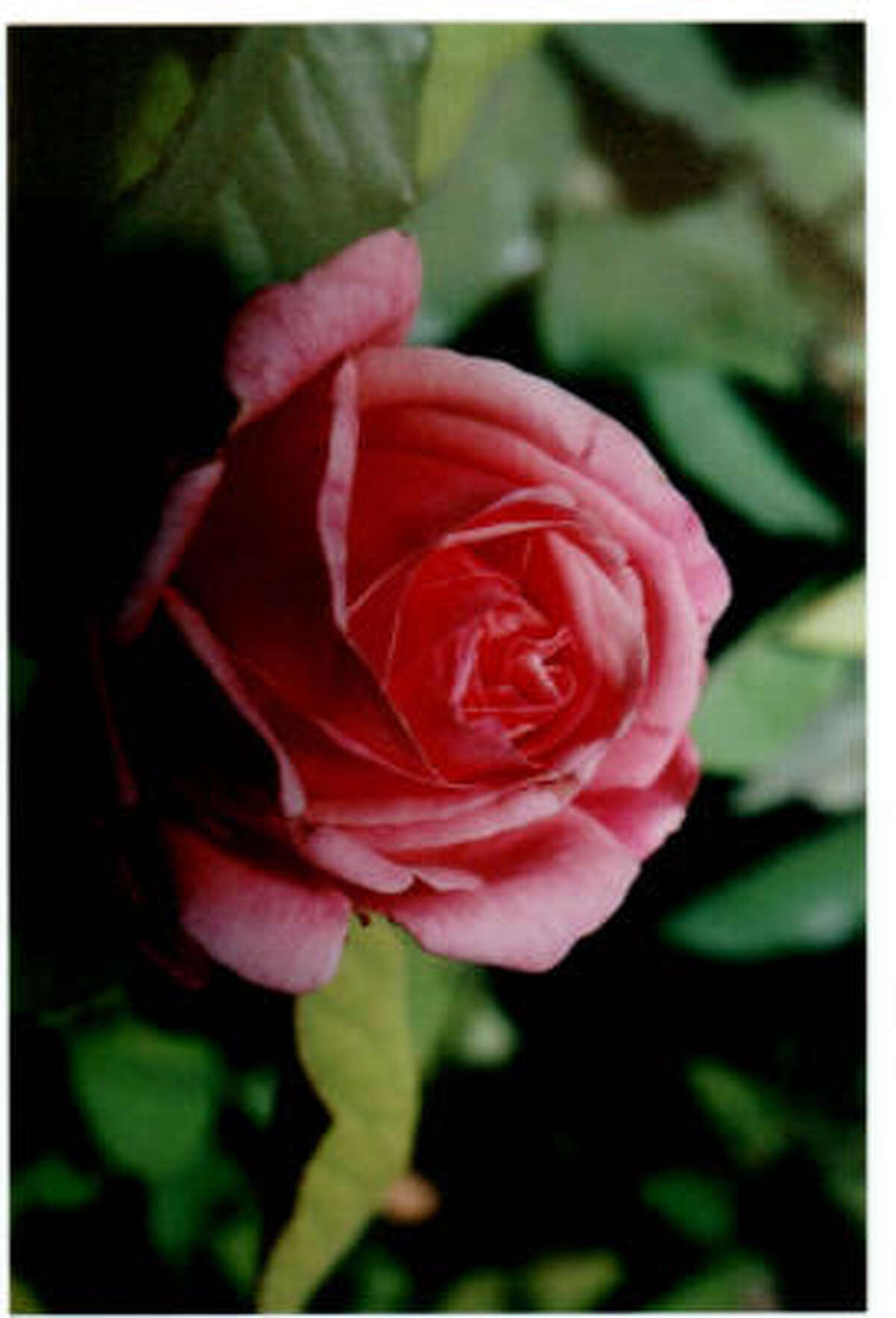 Select a rose that's easy to grow