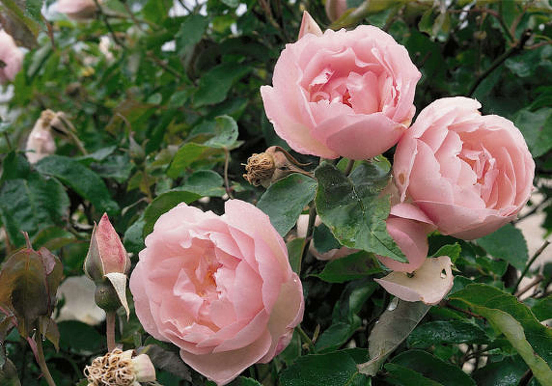 List of Earth Kind roses