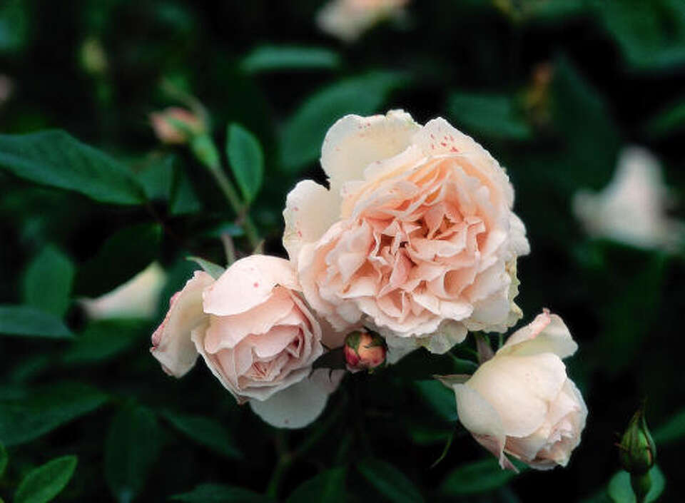 List of Earth Kind roses