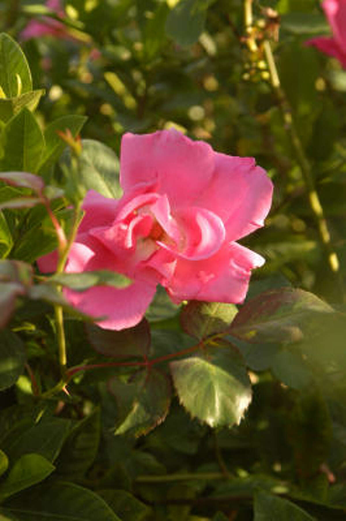 List of Earth Kind roses