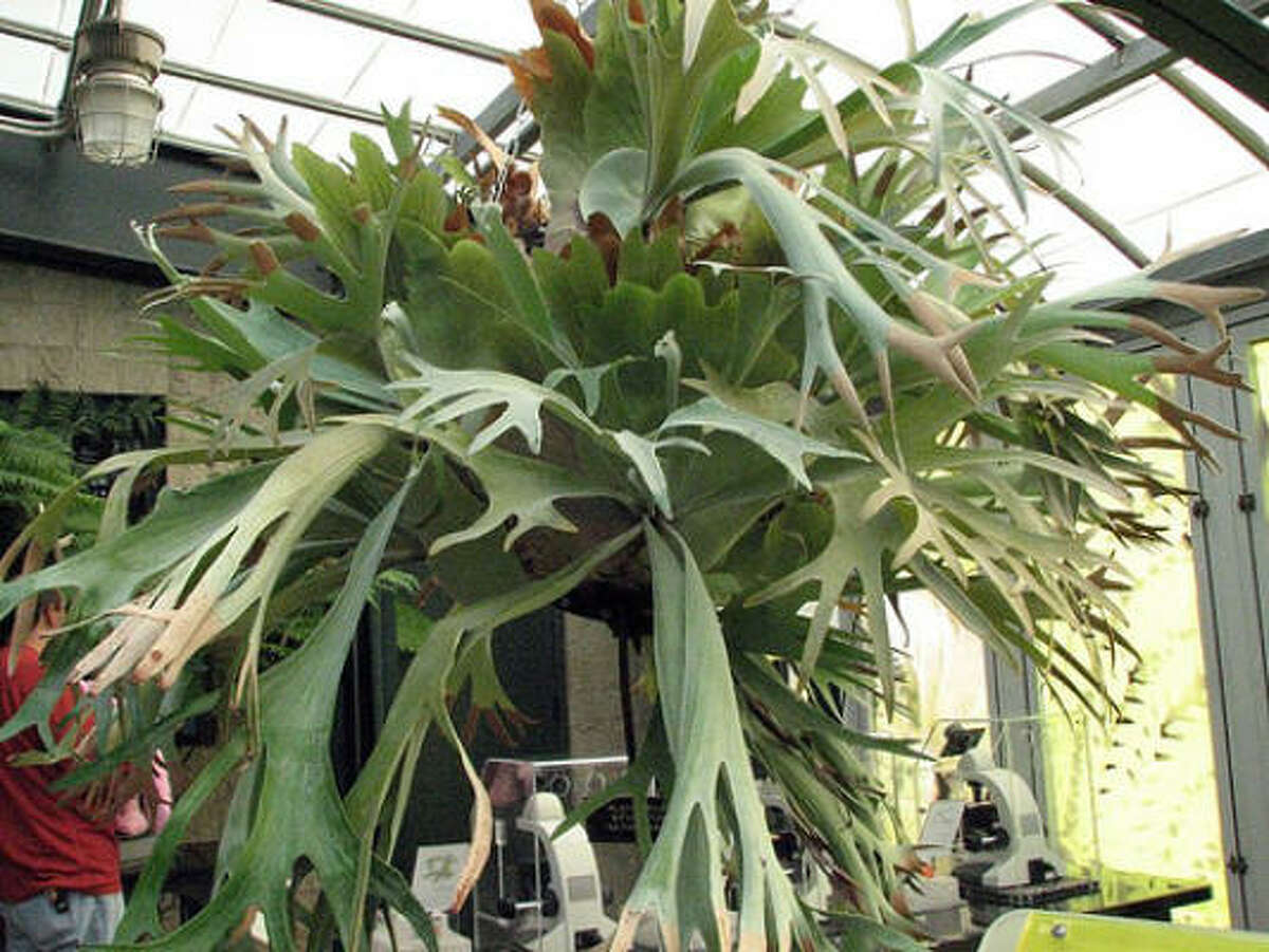 What's the best food for staghorn fern?