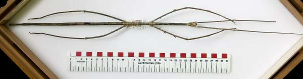 Bug is world's longest, and perhaps creepiest