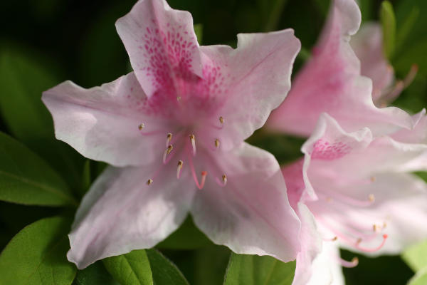 Historic home highlights Azalea Trail