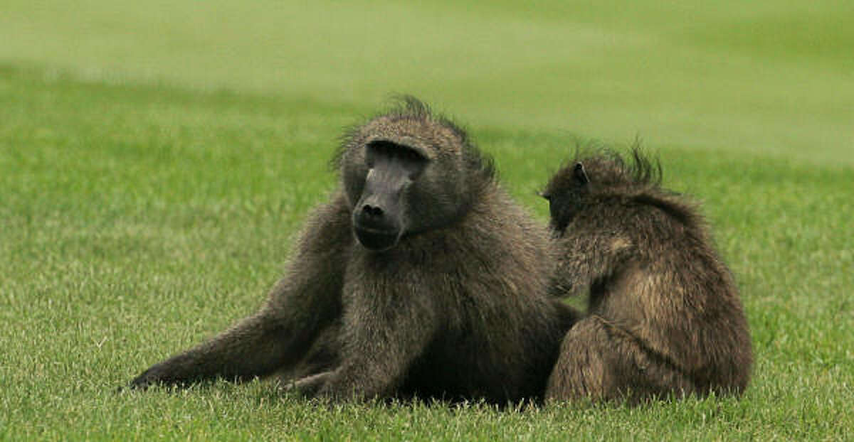 Wild Texas: Which counties have the most exotic animals