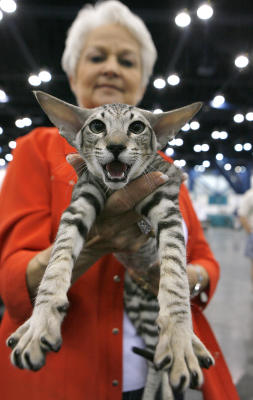Cats and their owners share spotlight at big show