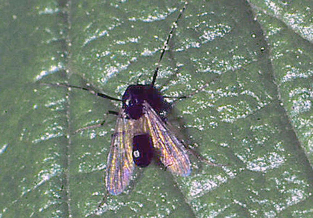 Biting gnats in Illinois irritate farmers, drive people indoors