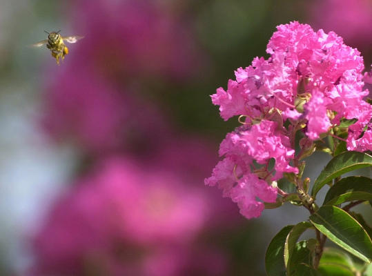 Crape myrtles: How should I cut them?