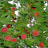 Peach trees love our Houston climate - Houston Chronicle