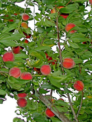 Peach trees love our Houston climate
