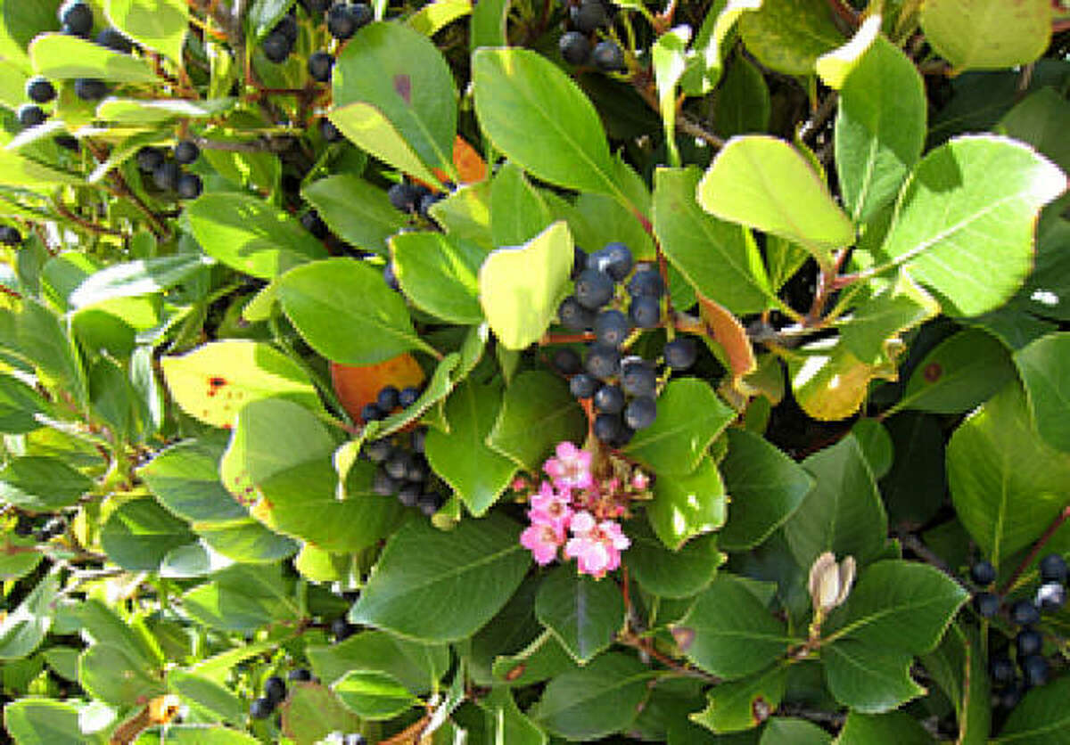 Houston: Native shrubs for patio containers