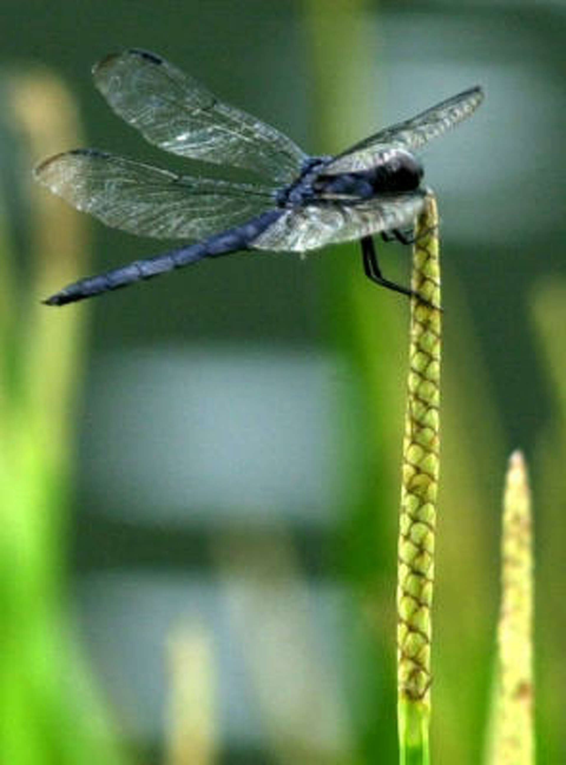 Dragonflies: Mother Nature's mosquito control