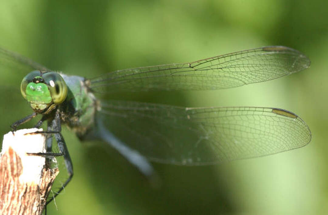 Dragonflies: Mother Nature's mosquito control