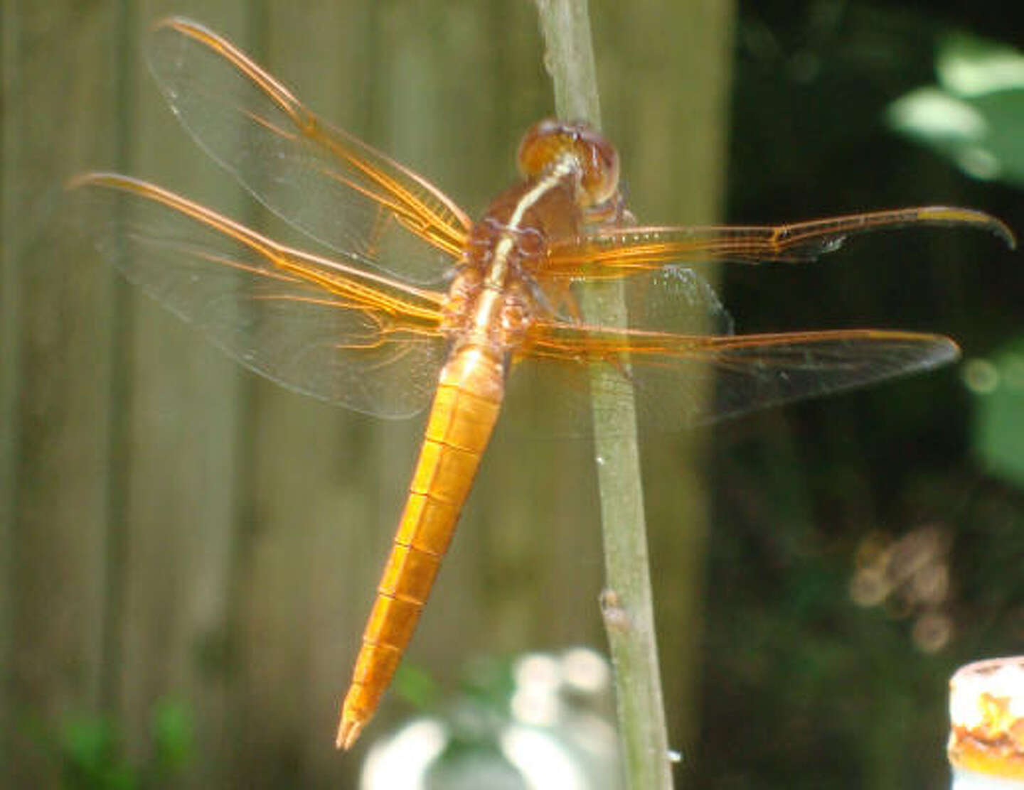 Dragonflies: Mother Nature's mosquito control