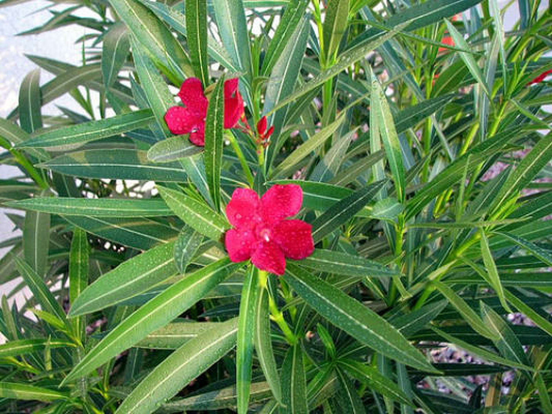 How and when do I prune oleanders?