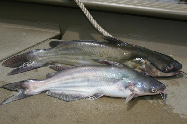 Tompkins: Texas host to wide variety of catfish