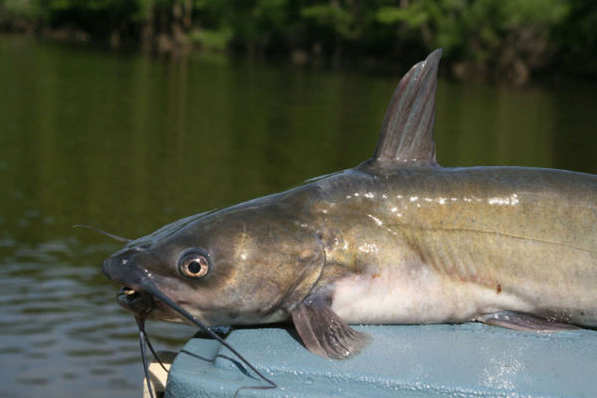 Tompkins: Texas host to wide variety of catfish