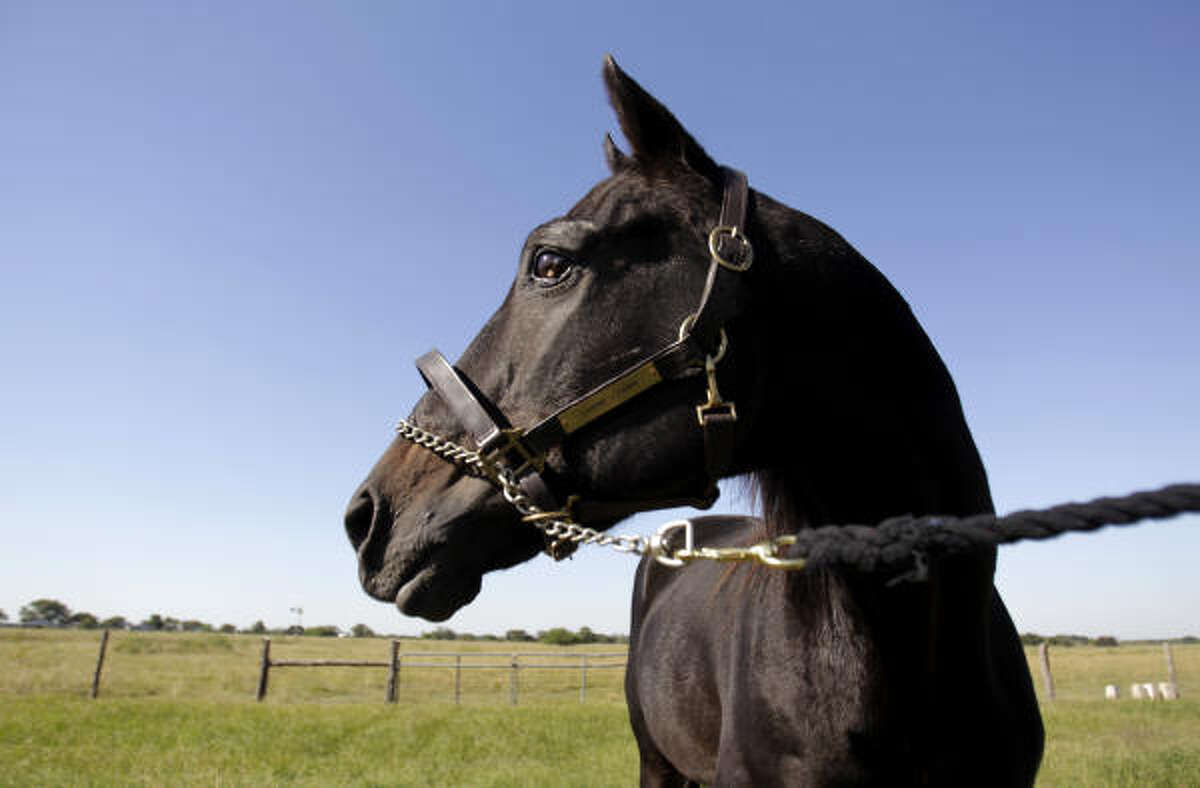 Secretariat's son is stud at $1.5K a pop in Ft. Bend