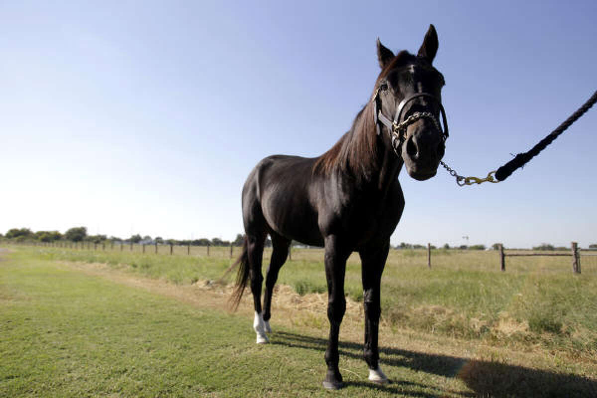 Secretariat's son is stud at $1.5K a pop in Ft. Bend