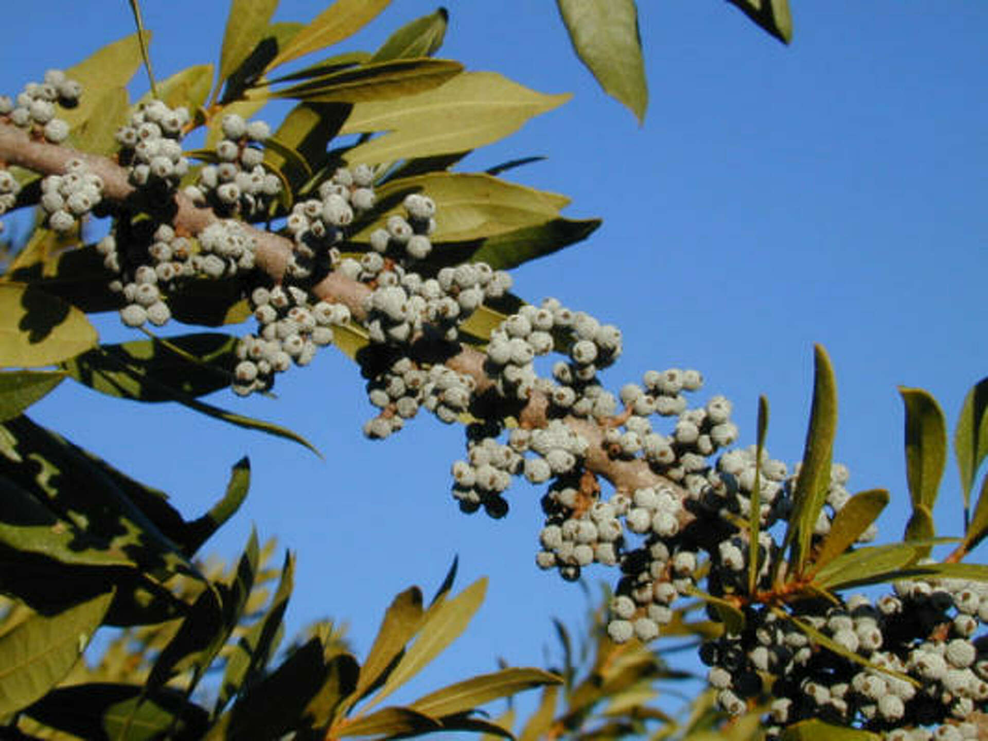 Magnolia: How far to space wax myrtles for a screen?