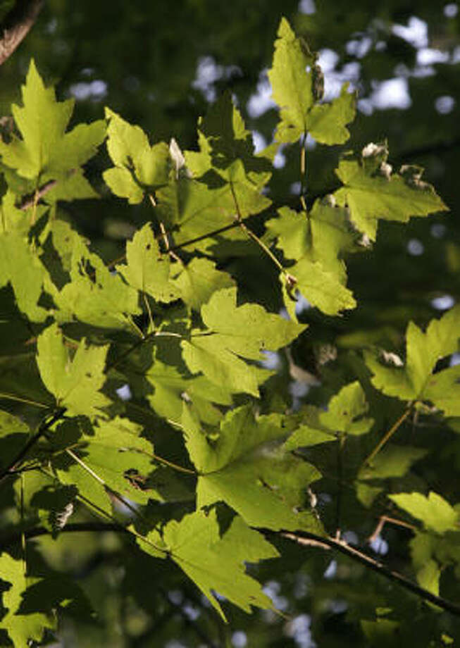 Bog trees - Houston Chronicle