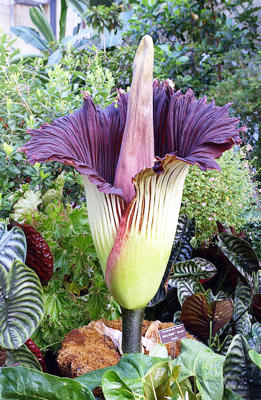Hold your nose: Corpse flower to bloom at butterfly center