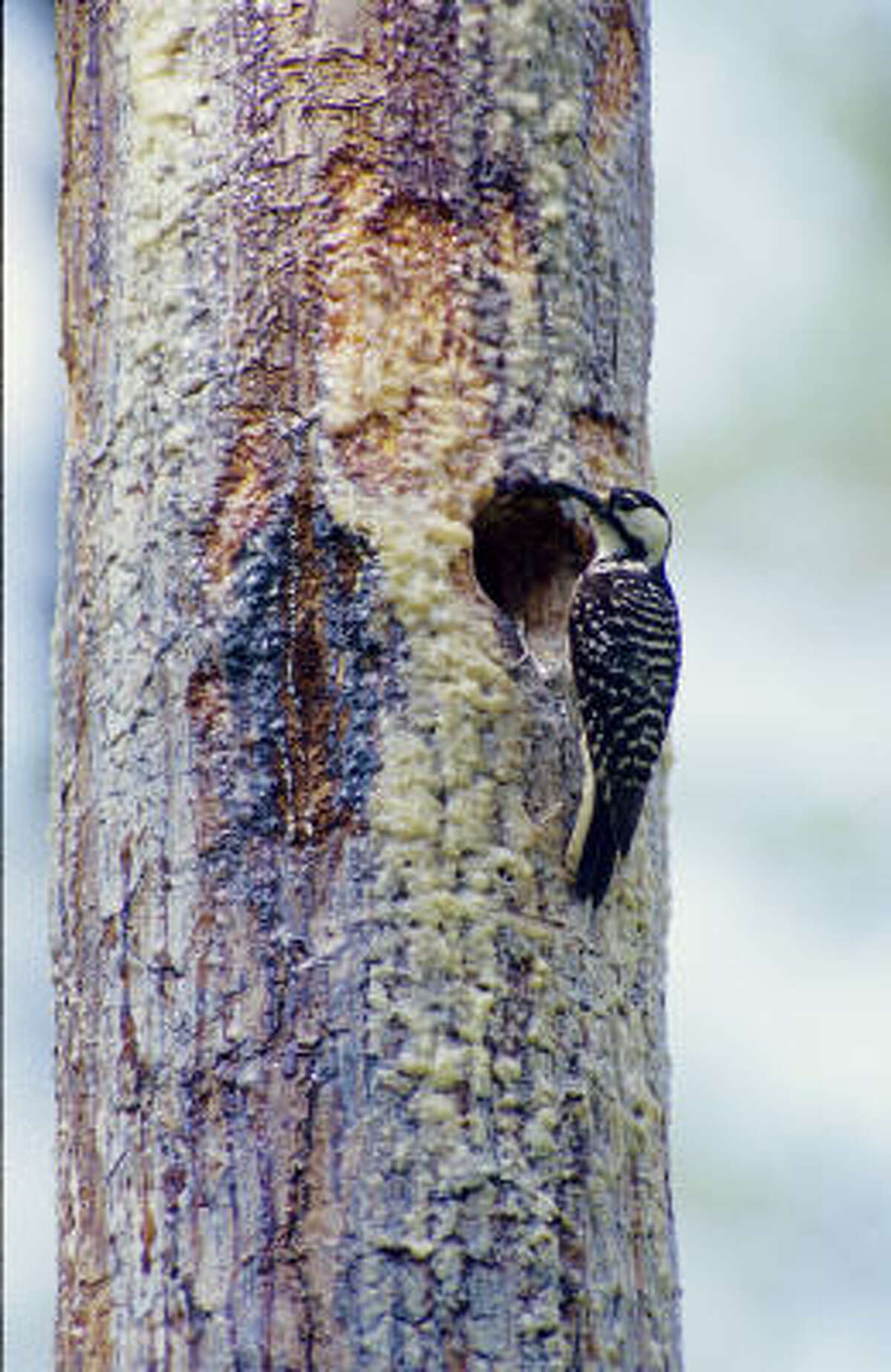 Red-cockaded woodpeckers struggle to survive