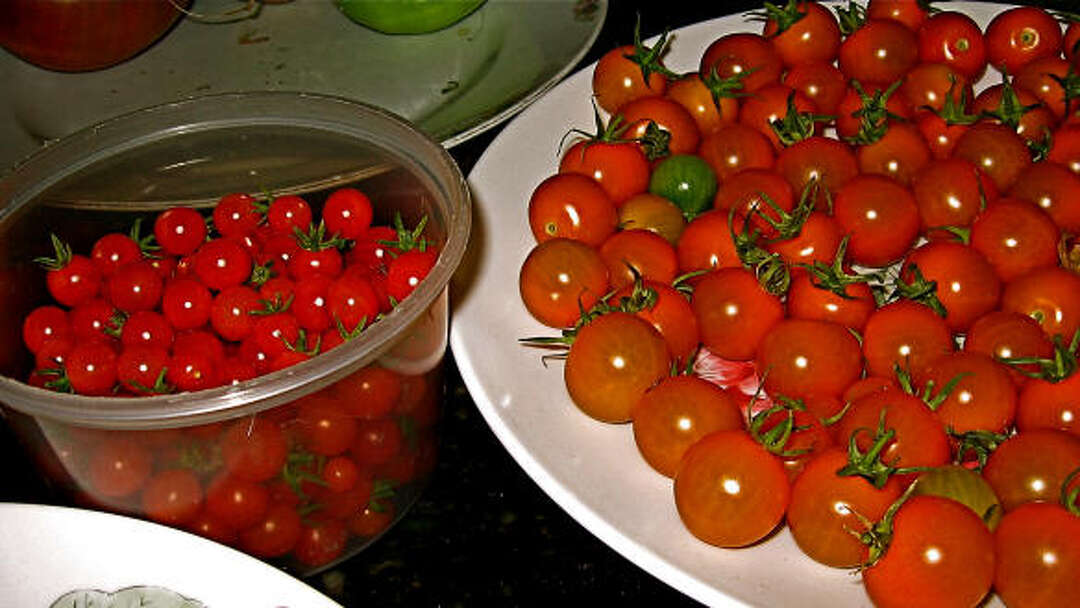 With fall tomatoes, timing is everything