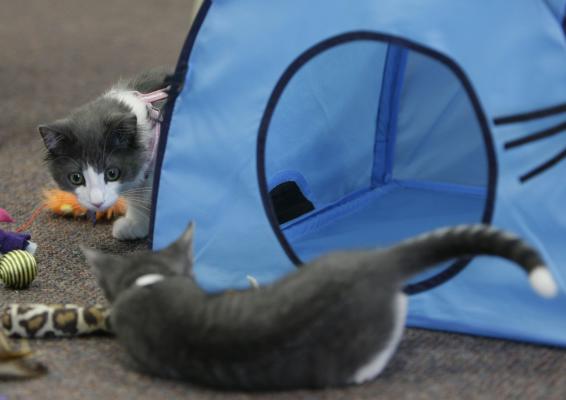 Cats learn new tricks at Kitten Kindergarten