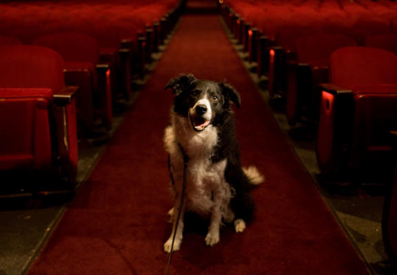 Buddy the barking border collie is an opera hound