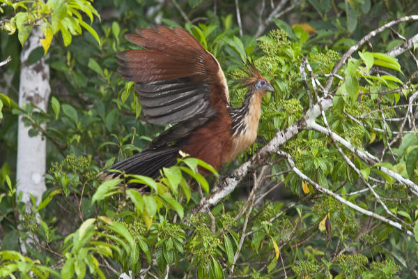 Hoatzin — the strangest bird in the Amazon