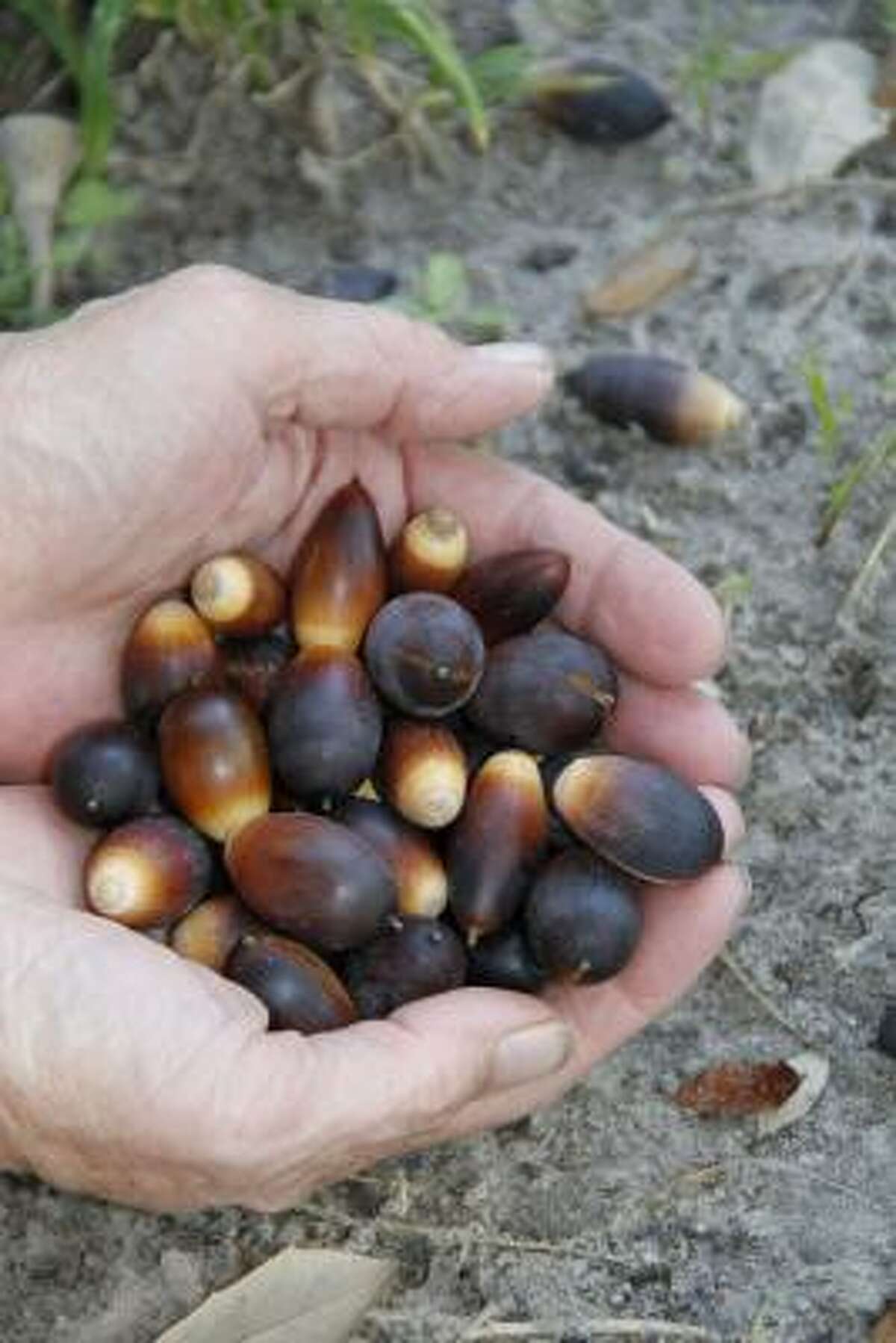 Tompkins: Acorn crops affect deer quality, range