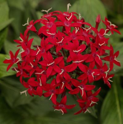 Find a spot for pentas