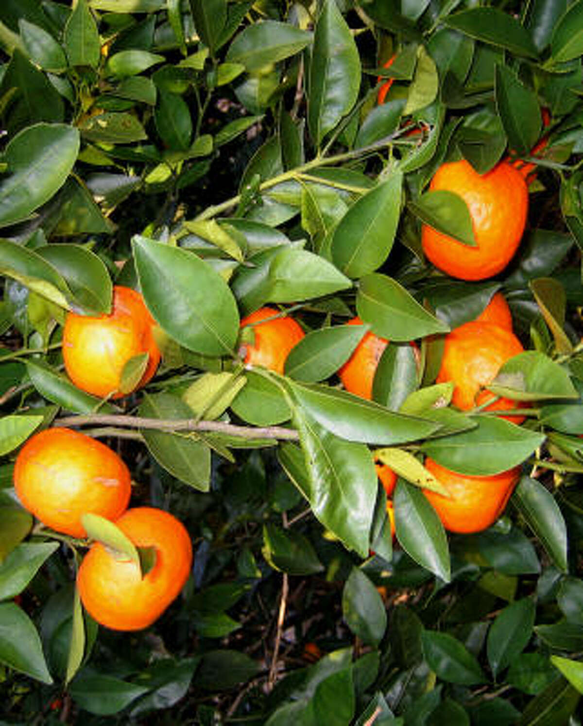 Bring in fruit by the bushel with these varieties