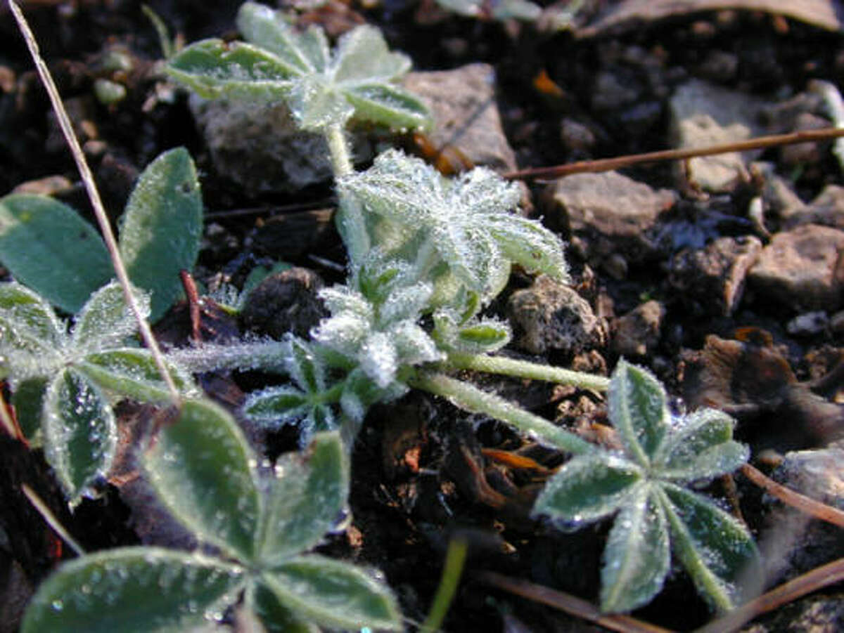 What's the proper method of scattering bluebonnet seed?