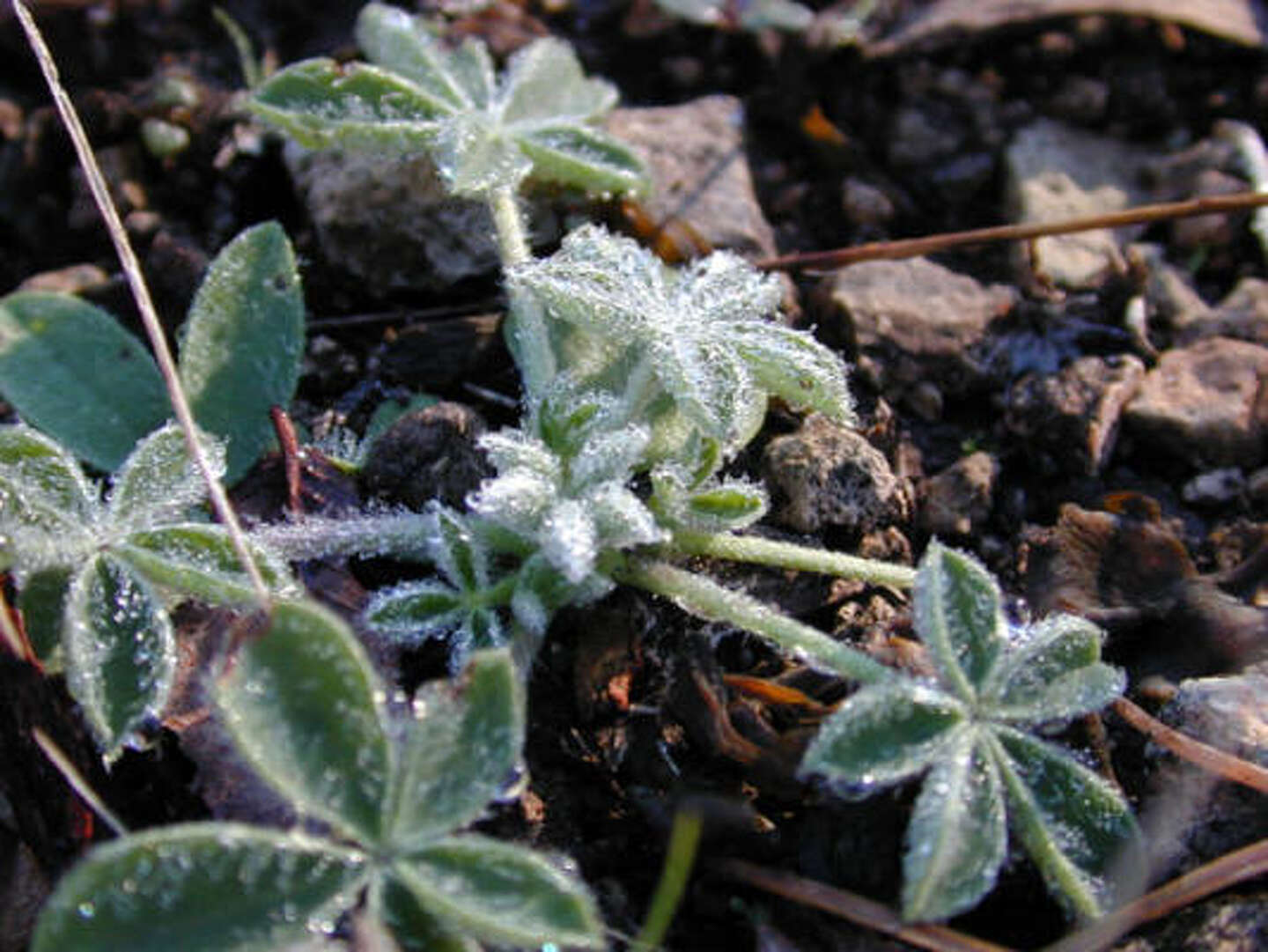 What's the proper method of scattering bluebonnet seed?