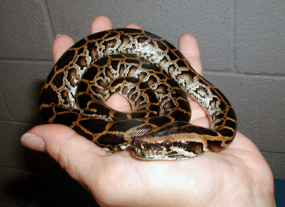 Register your anaconda yet? Texas tracks exotic pets
