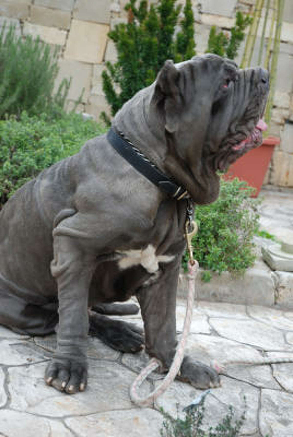 Mastiffs have a moment in spotlight