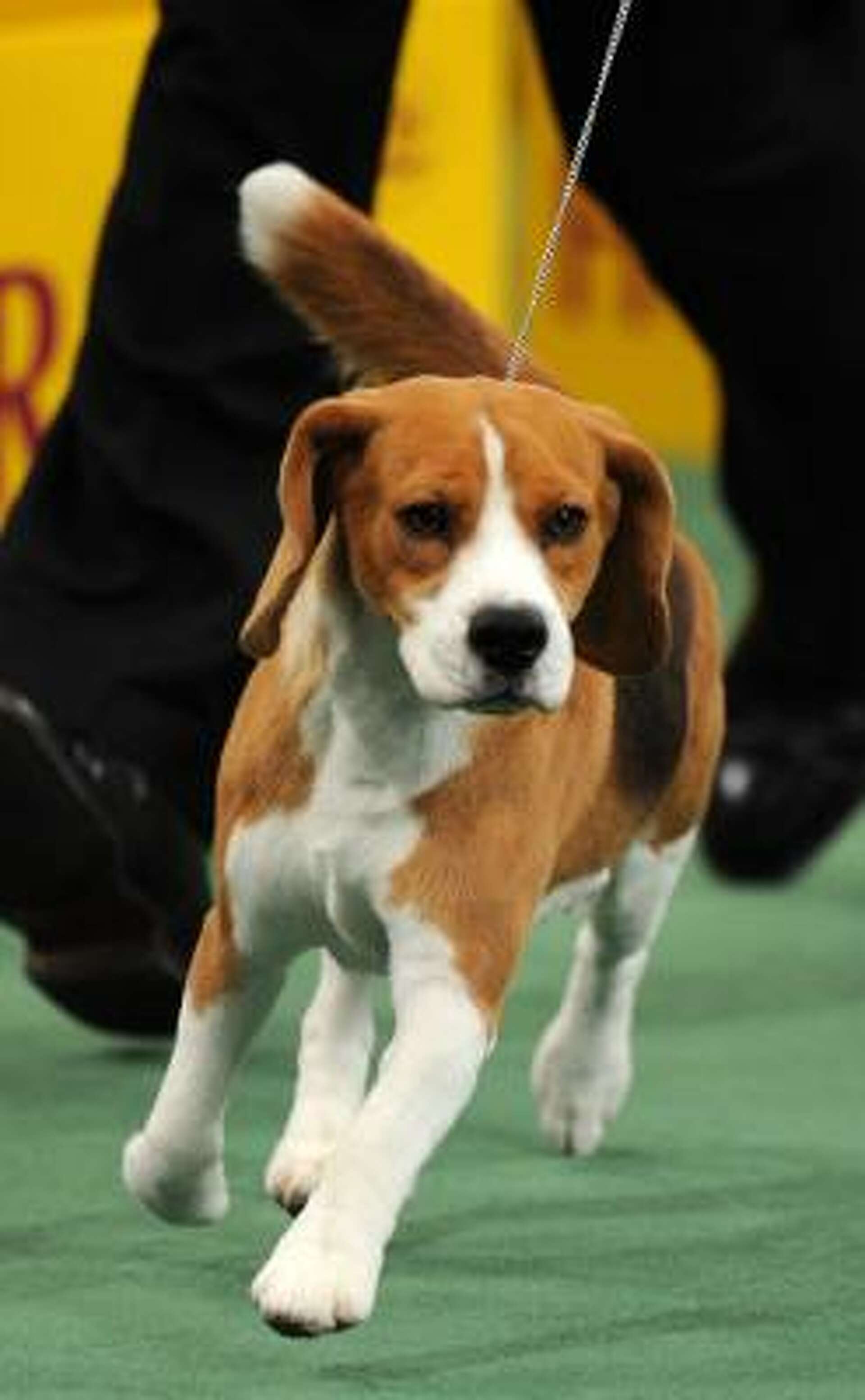 For first time, a beagle is top dog at Westminster