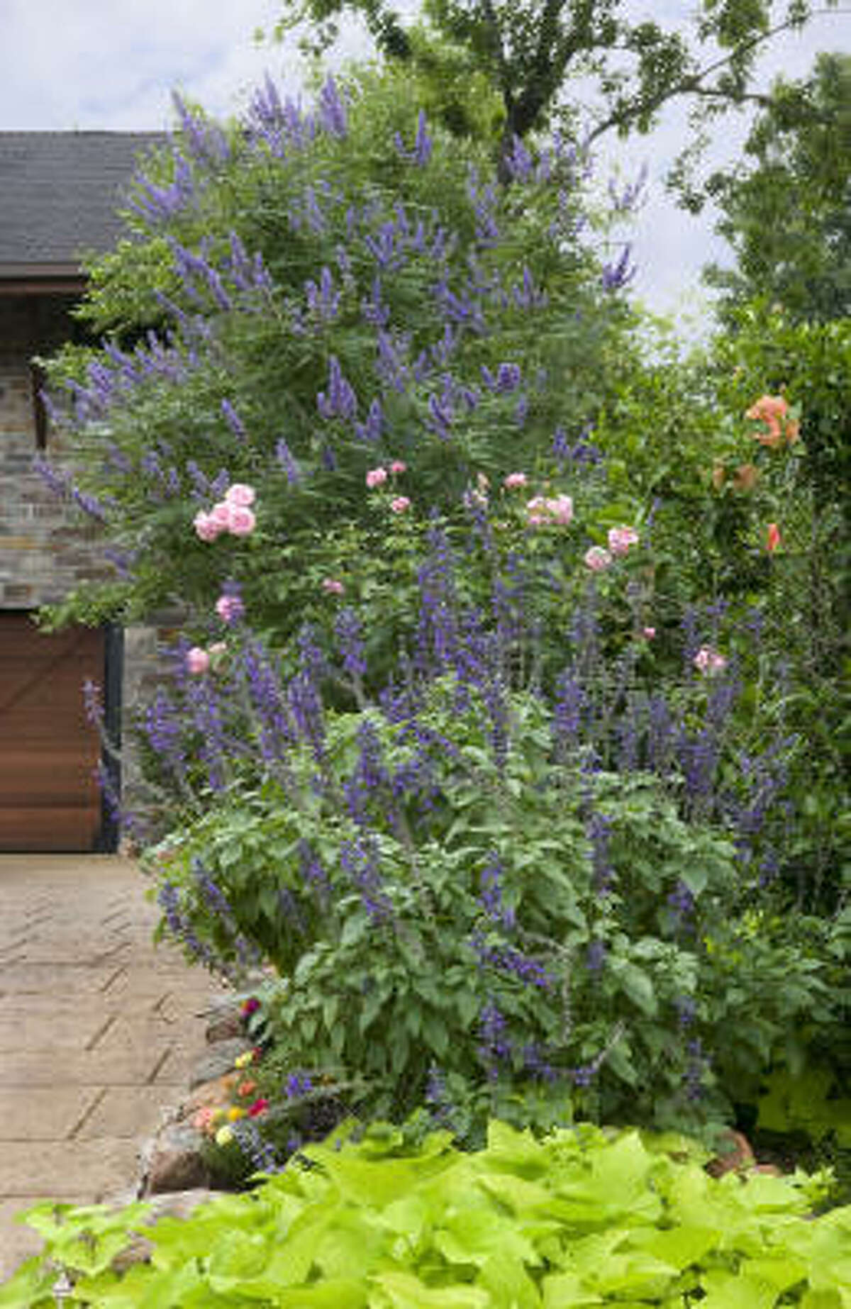 When do I prune vitex?