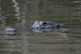 Texas alligators hard to find thanks to Ike's salty surge